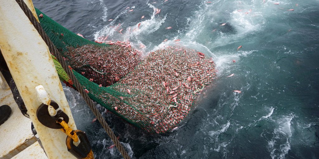 Sélectivité de la pêche au sébaste : l’adaptation du chalut de fond en ...