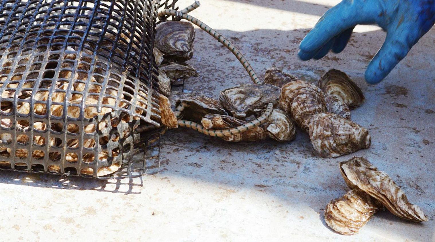 La présence du parasite porteur de la maladie MSX dans les Maritimes ...